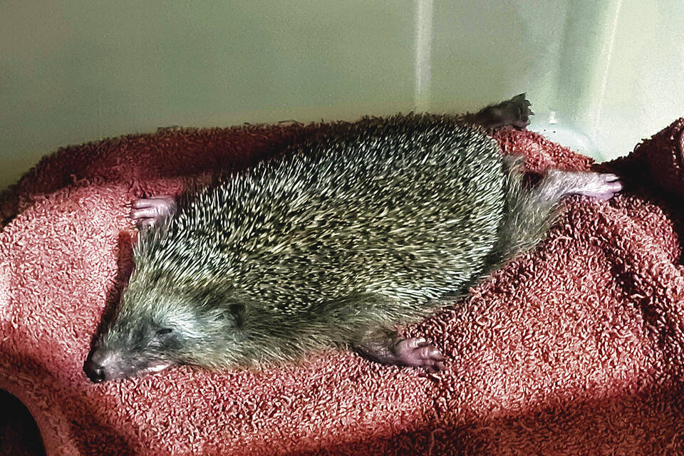 Neidenstein: Die Not der Igel ist zurzeit groß - Sinsheim-Kraichgau - Nachrichten und Aktuelles ...