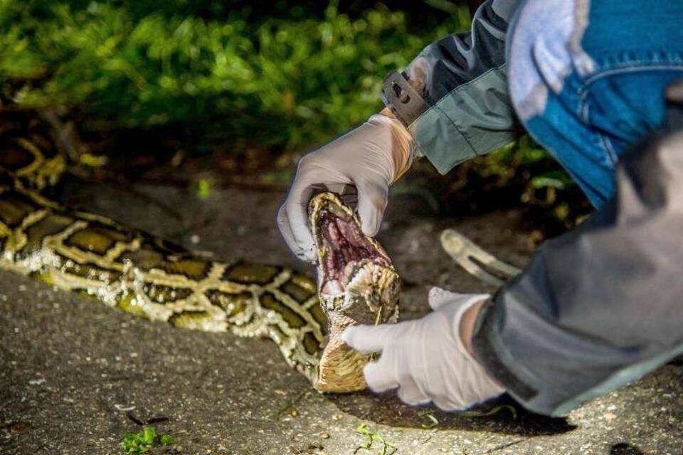 Vier-Meter-Python tot auf Rastplatz gefunden - Panorama - Rhein-Neckar ...