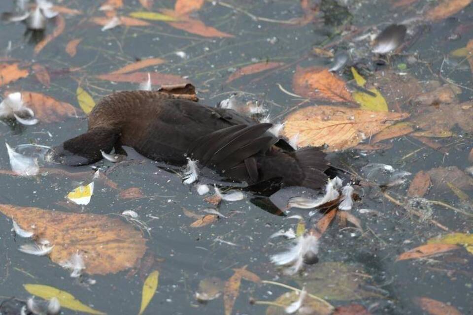 Kein schnelles Ende der Vogelgrippe-Epidemie in Sicht - Panorama ... Kein schnelles Ende der Vogelgrippe-Epidemie in Sicht - Panorama ...