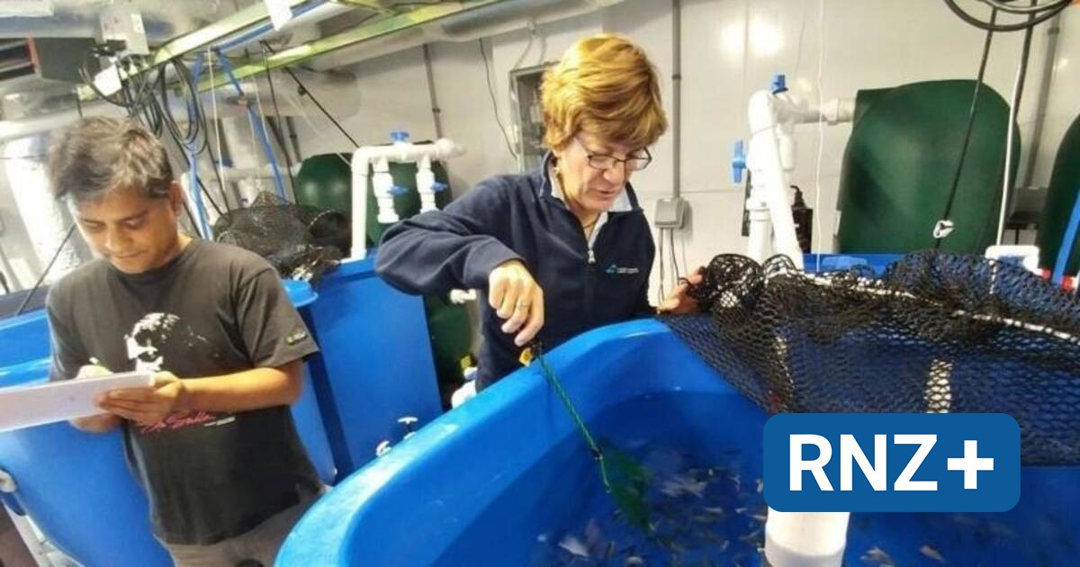 Algenreste statt Fischmehl: Futteralternative für Aquakultur-Fische ... Algenreste statt Fischmehl: Futteralternative für Aquakultur-Fische ...